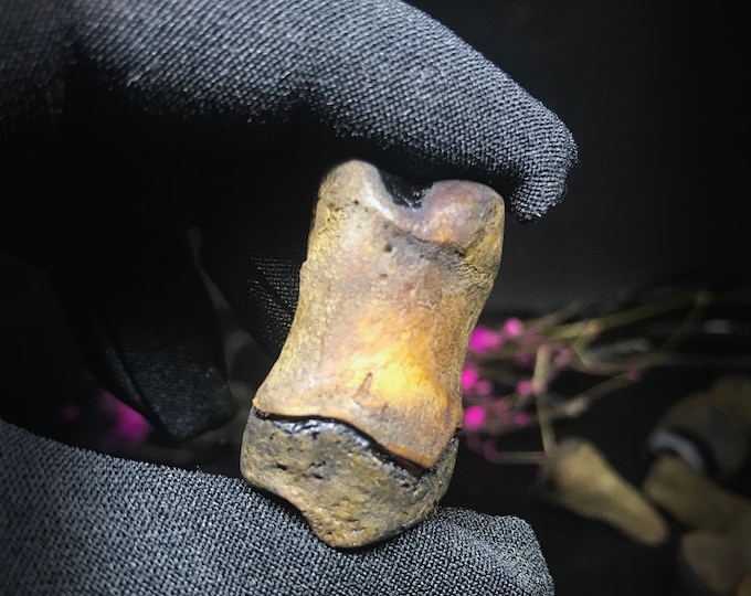 Rare! Black Rooster Bone Set for Divination - Throwing Bones - Bones ...
