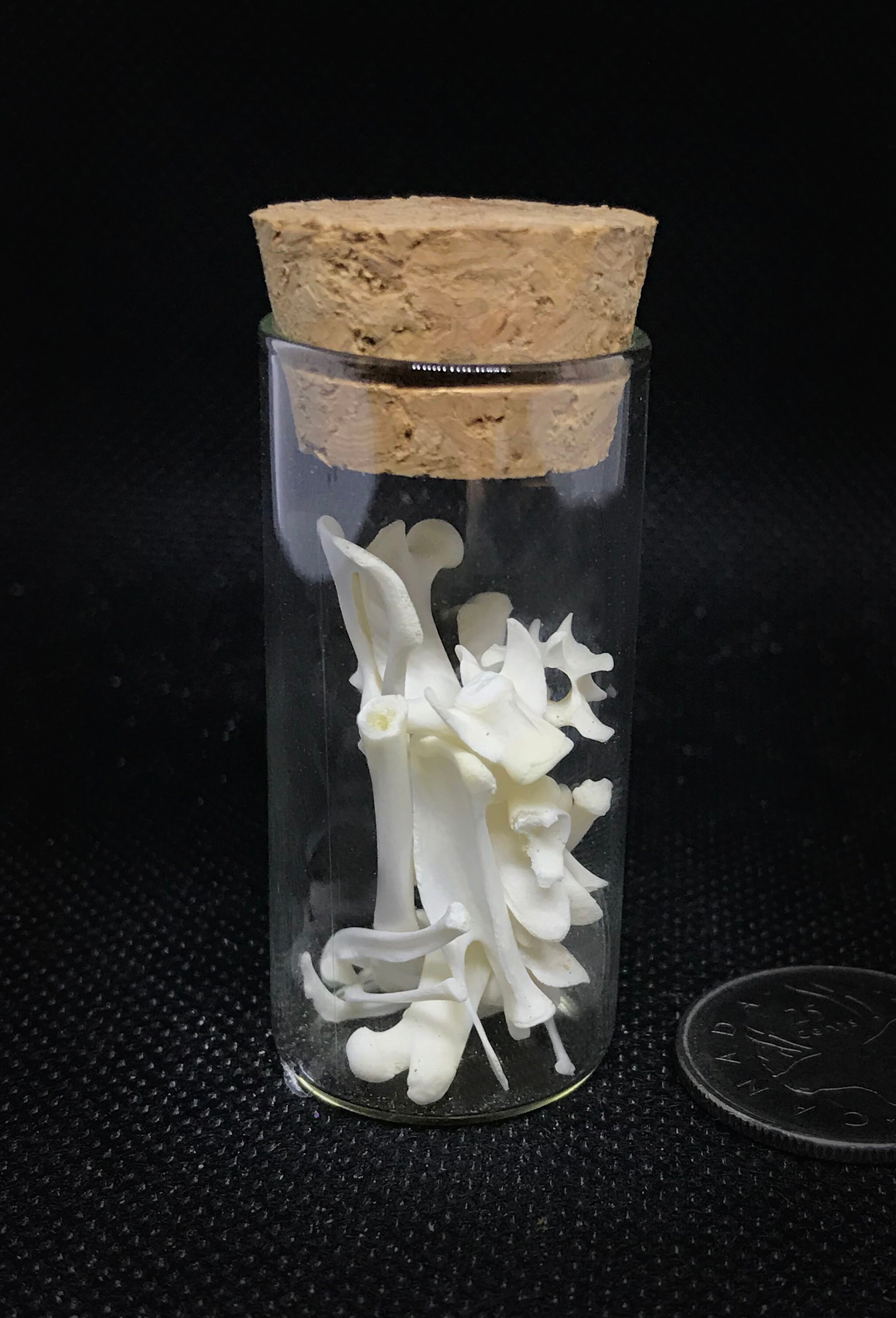 Curiosity Cruelty Free Bones in a Jar Salvaged Taxidermy - Etsy