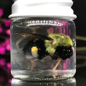 Rainbow Wet Specimens Oddities Mystery Box Vulture Culture Oddities ...