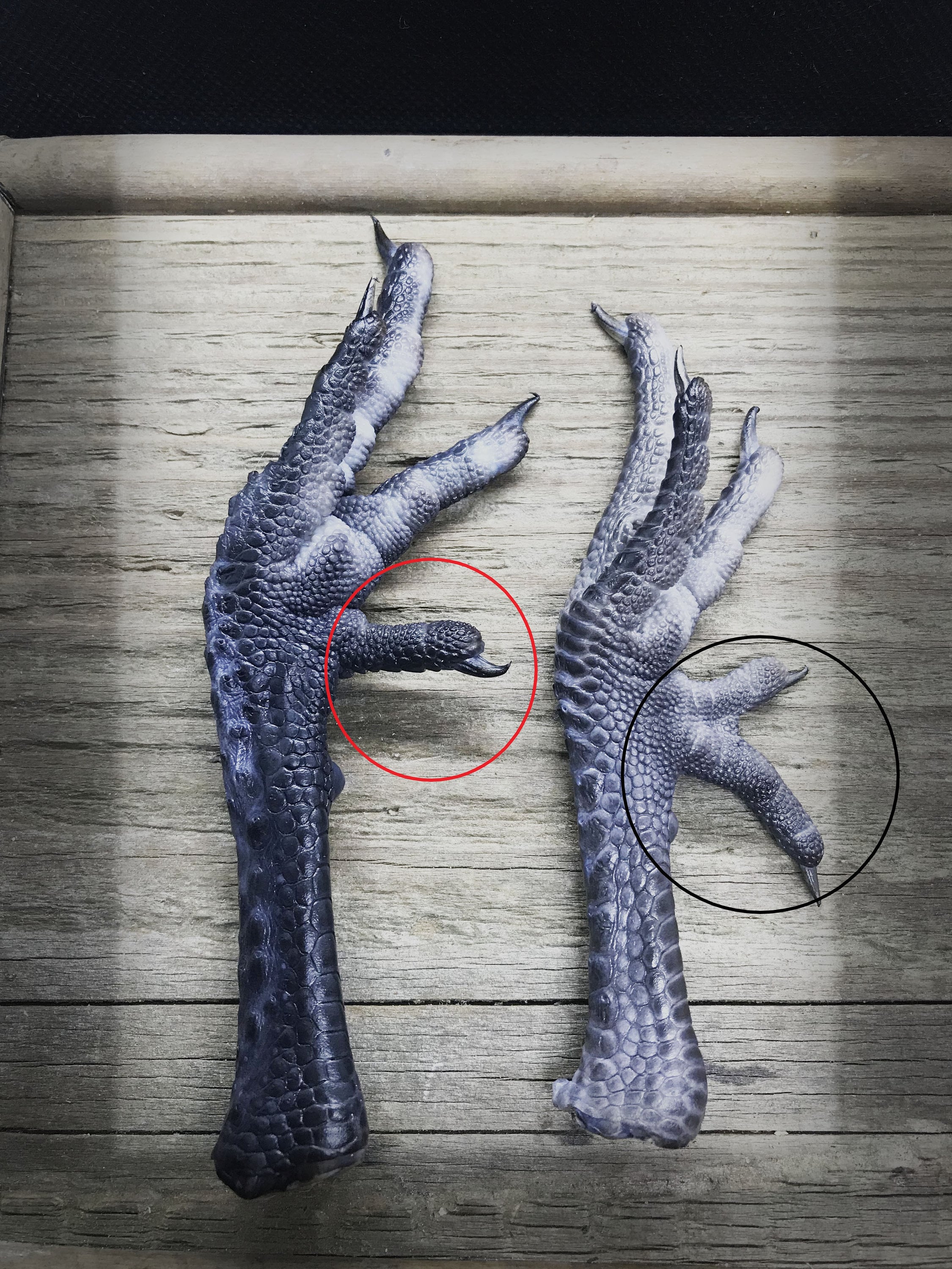 Demons Claws-real Mutant Chicken Foot in a Glass Jar RARE - Etsy