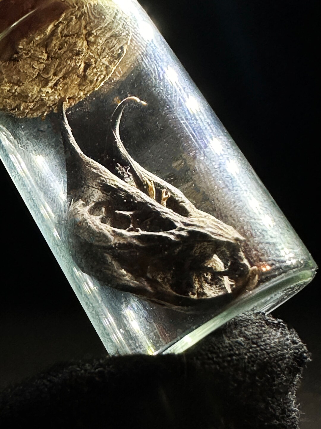 Devil Pod/ Bats Head Root/ Cats Claw Seed Oddity Jar, Curiosities ...