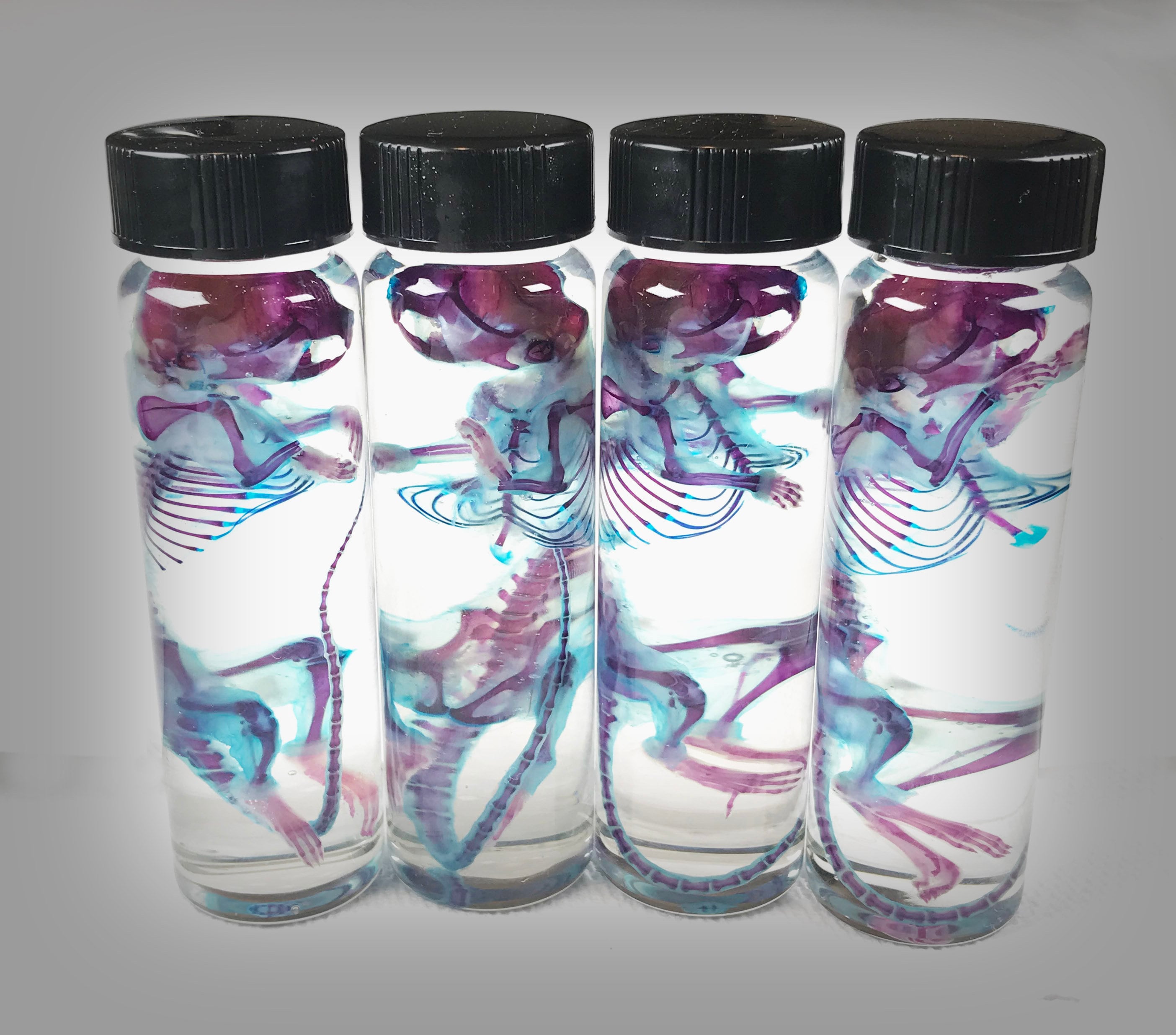 Large Diaphonized Mouse Wet Specimen in a Jar Curiosity - Etsy