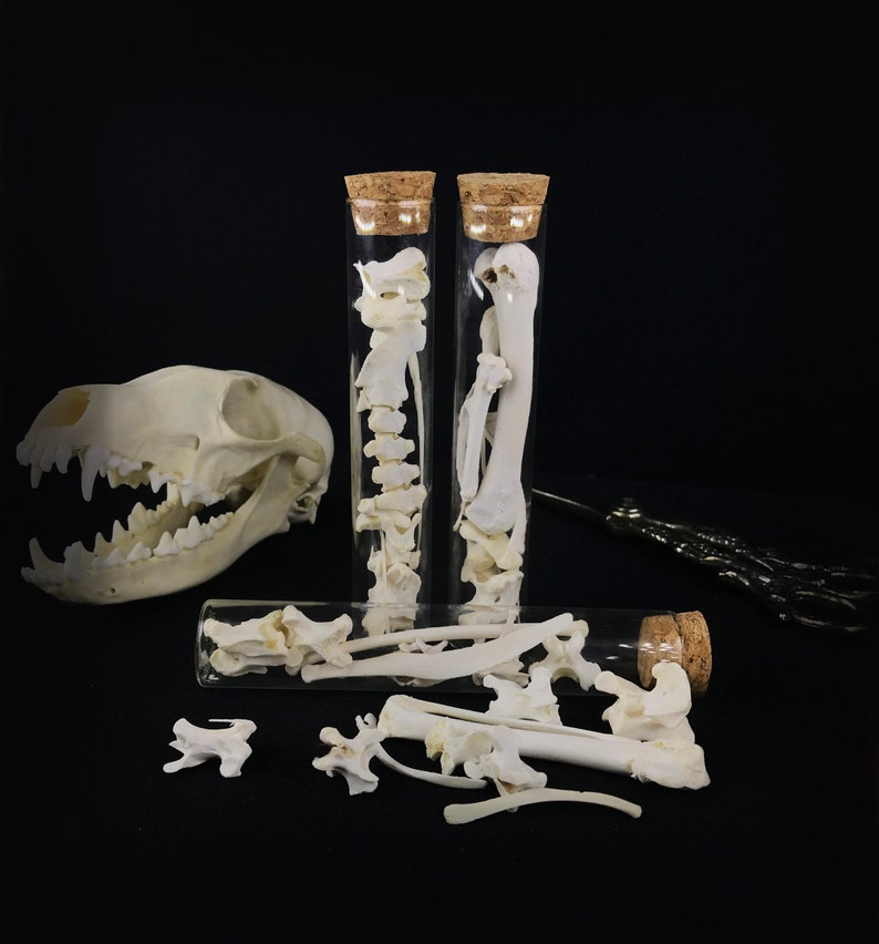 Curiosity, Cruelty Free Bones in a Jar, Salvaged Taxidermy, Oddity ...