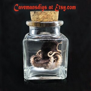 Cute Baby Octopus Wet Specimen, Oddities Collection, Unique Gift ...