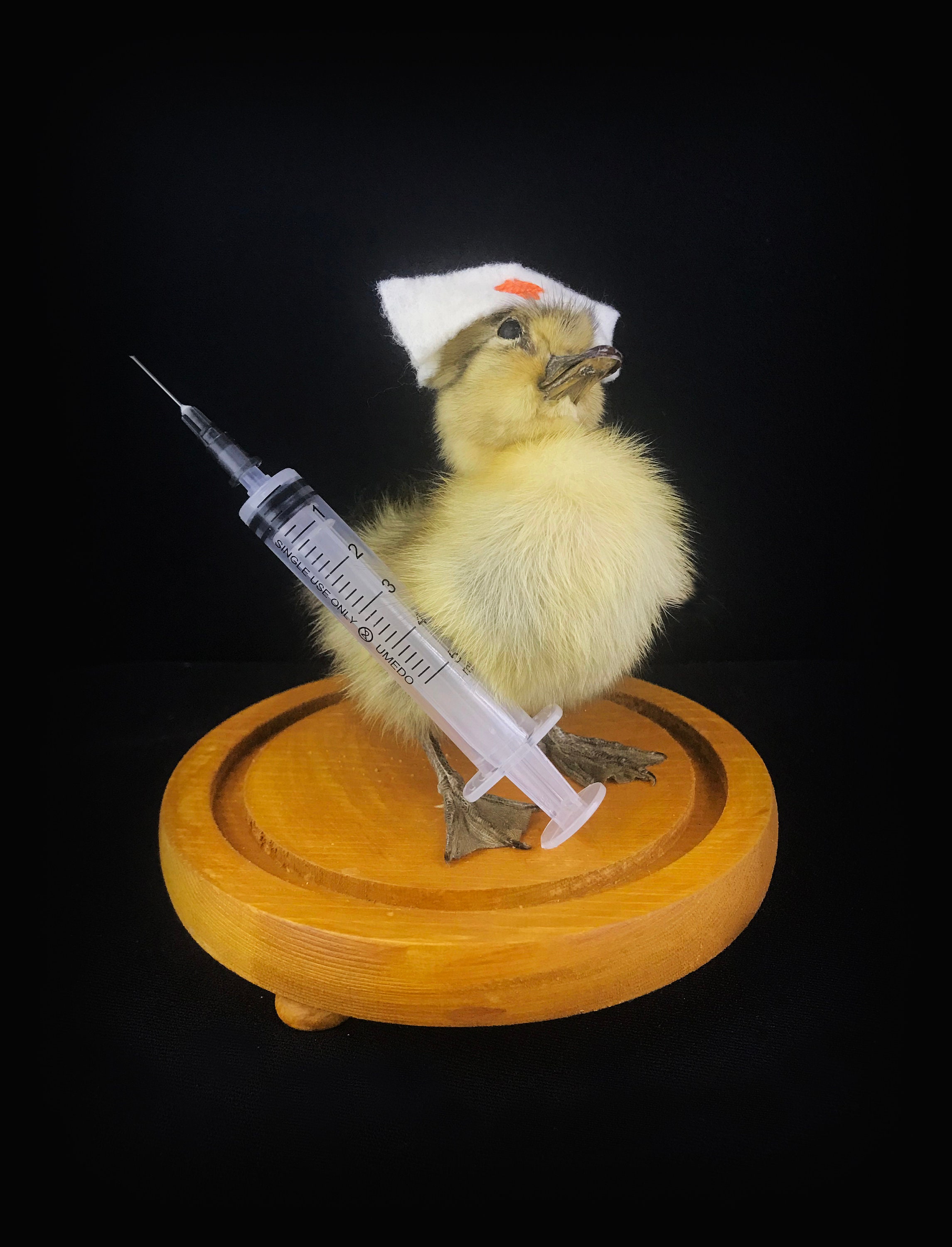 Cute Nurse Baby Duckling in a Glass Dome - Medic Gift - Curiosity ...