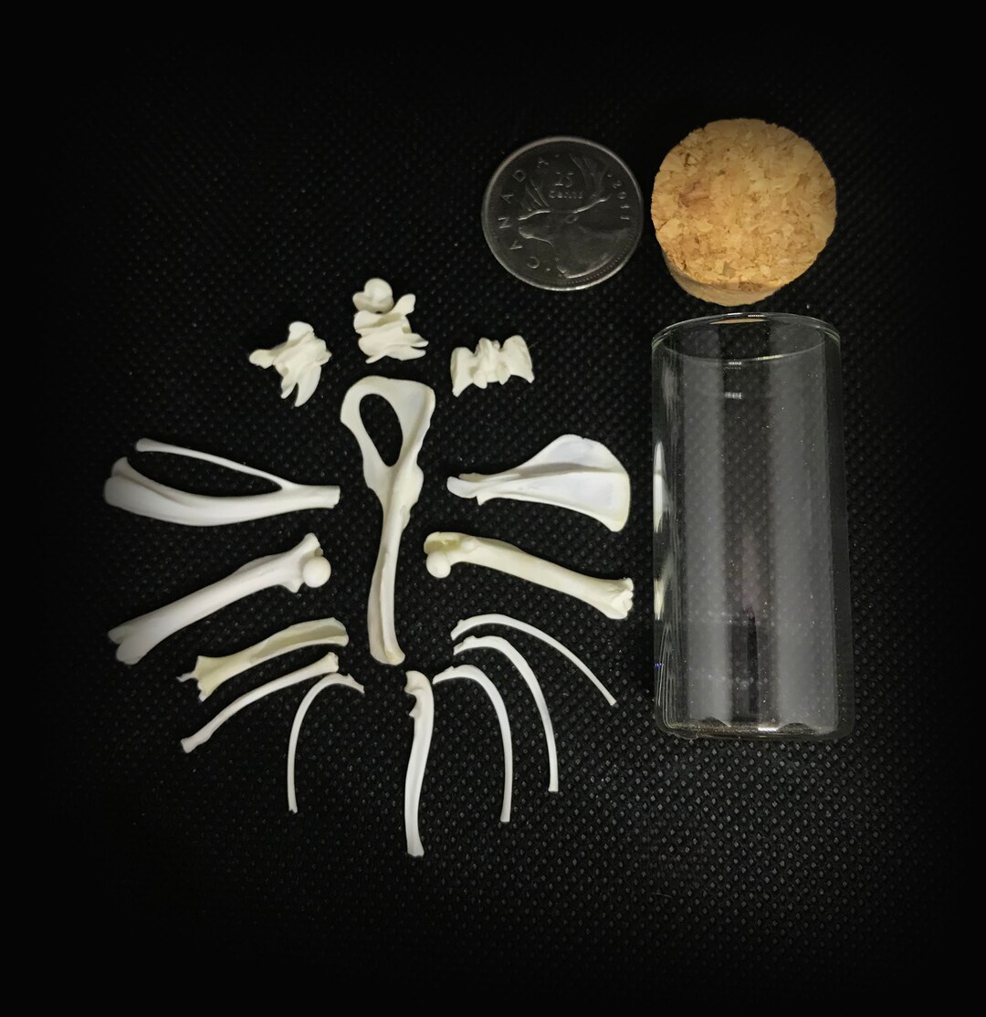 Curiosity, Cruelty Free Bones in a Jar, Salvaged Taxidermy, Oddity ...