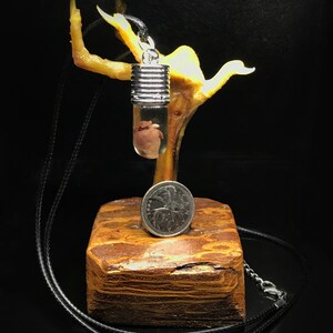 My Heart is Yours Pendant - Real Rat Heart in a Glass Vial - Oddity in ...