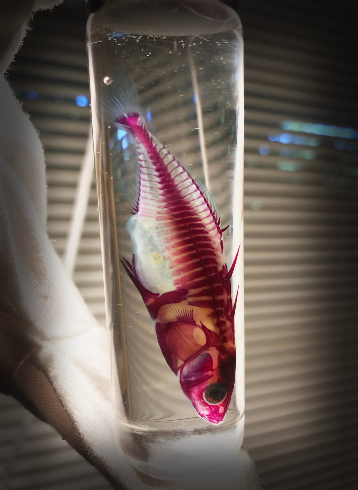 Large Diaphonized Fish Wet Specimen Oddity Stickleback in a - Etsy