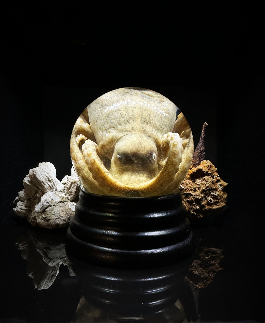 Cute Octopus Wet Specimen in a Glass Orb, Curiosities Collection ...