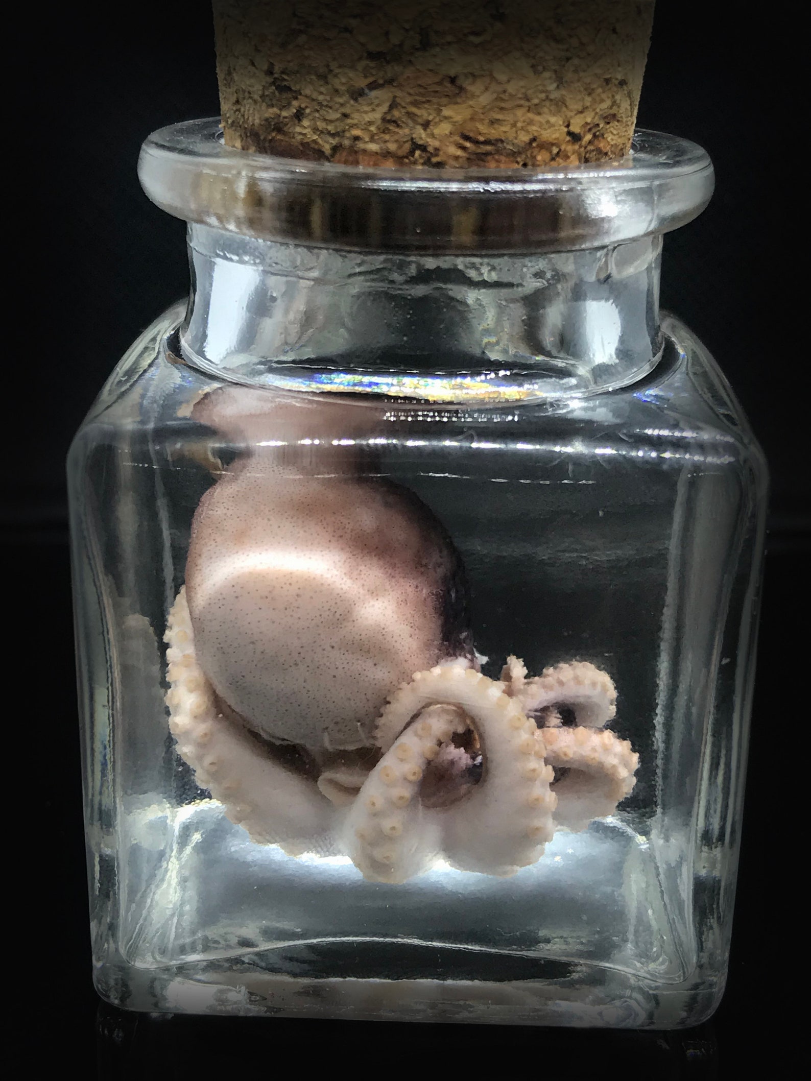 Weird Imperfect Baby Octopus Curiosity Steampunk Décor - Etsy