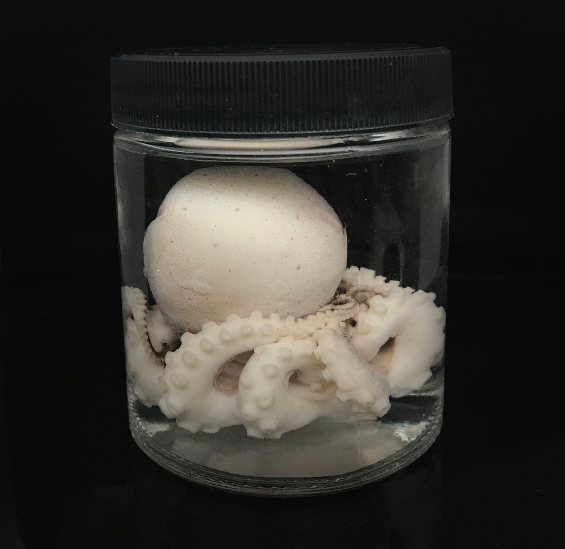 Large Octopus Wet Specimen in a Jar - Curiosity - Steampunk Décor ...