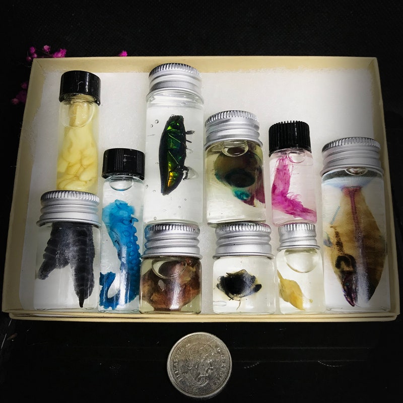 Wet Specimens - Etsy