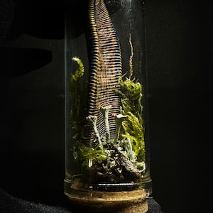Leech Jar - Oddities Collectors Gift - Real Preserved Leech With ...