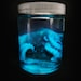 Large BLUE Baby Octopus Rare Wet Specimen Curiosity - Etsy