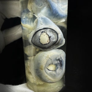 Eyeball Jar Wet Specimen - Halloween Oddity Jar Vulture Culture ...