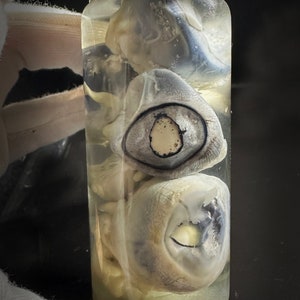 Eyeball Jar Wet Specimen - Halloween Oddity Jar Vulture Culture ...