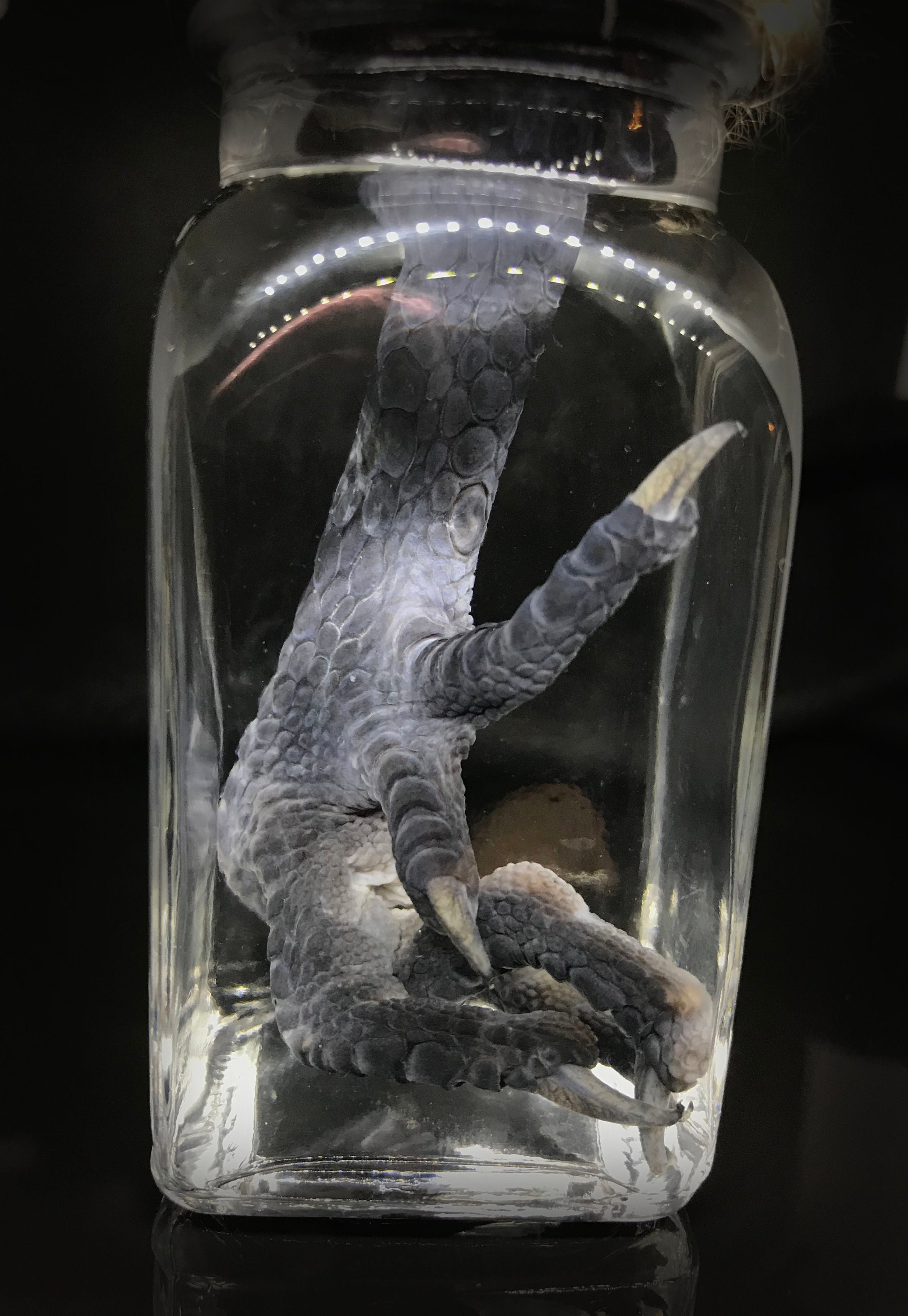 Demons Claws-real Mutant Chicken Foot in a Glass Jar RARE - Etsy