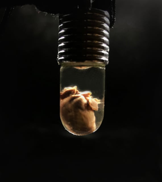 My Heart is Yours Pendant Real rat heart in a glass vial Oddity in a jar Curiosity Love token gift Witchcraft supply Young witch gift