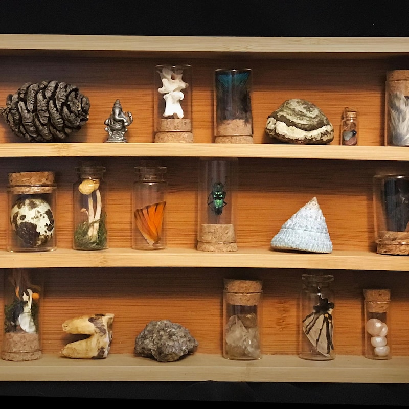 Curiosity Cabinet - Etsy