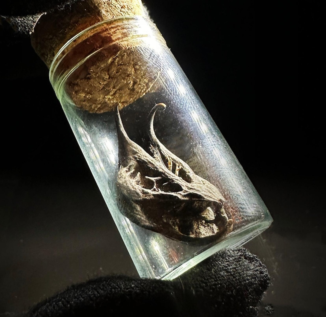 Oddity Jar Devils Pod/ Bats Head Root/ Cats Claw Seed, Oddities and ...