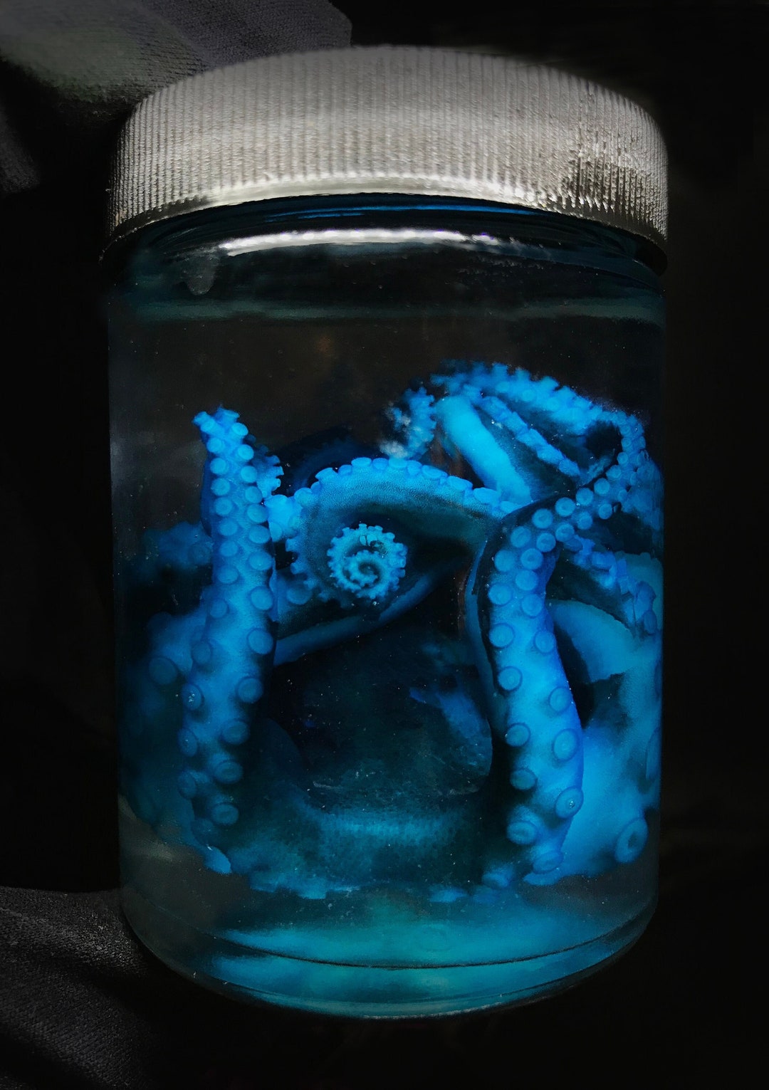 Large BLUE Baby Octopus Rare Wet Specimen Curiosity - Steampunk Décor ...