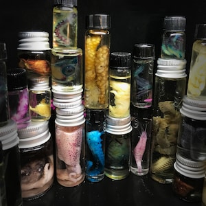 Rainbow Wet Specimens Personalized Mystery Gift Set _ Vulture Culture Oddities _ Ethically ...