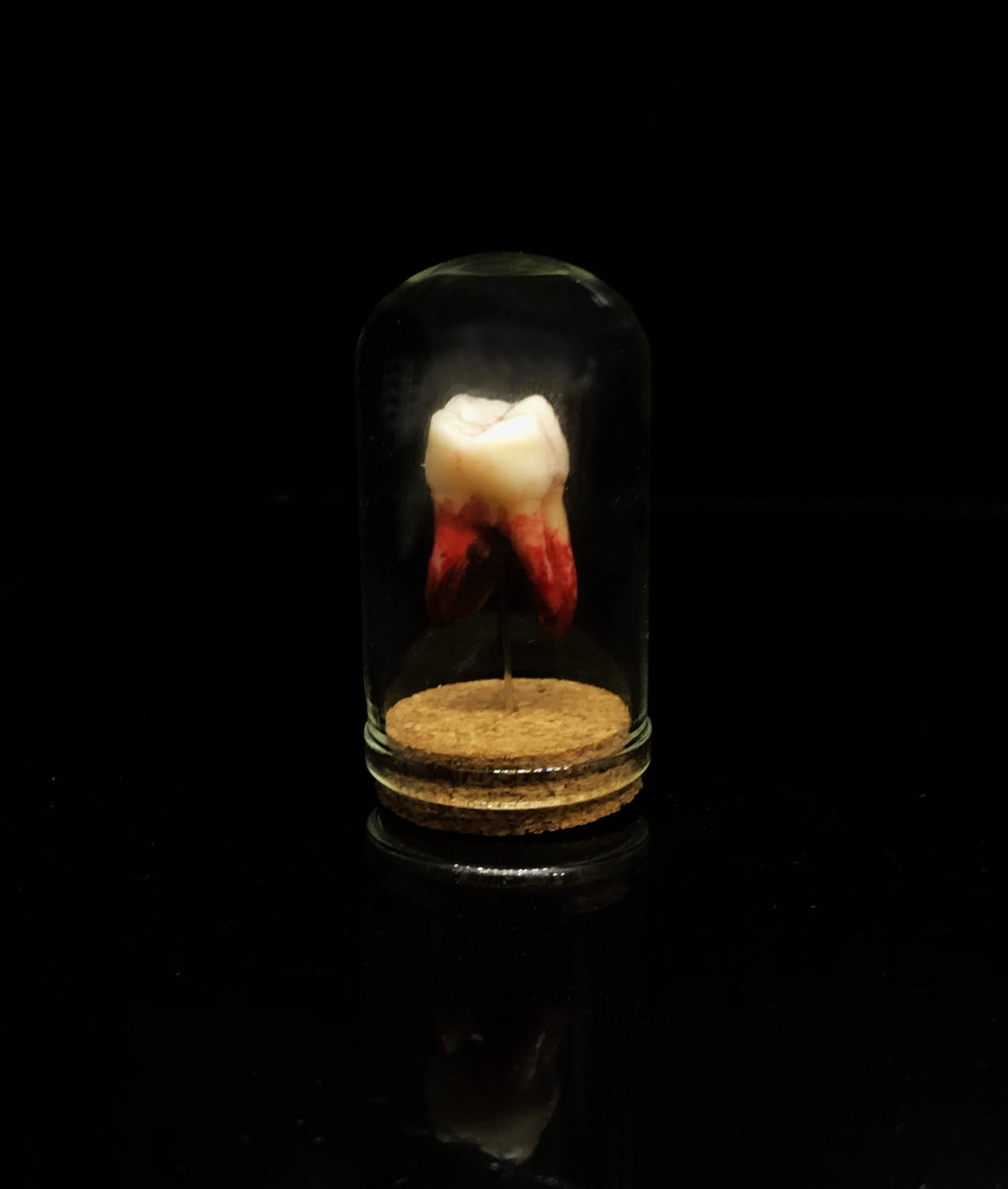 Human Tooth in a Glass Dome (replica) - Tooth Fairy Curiosity - Medic ...