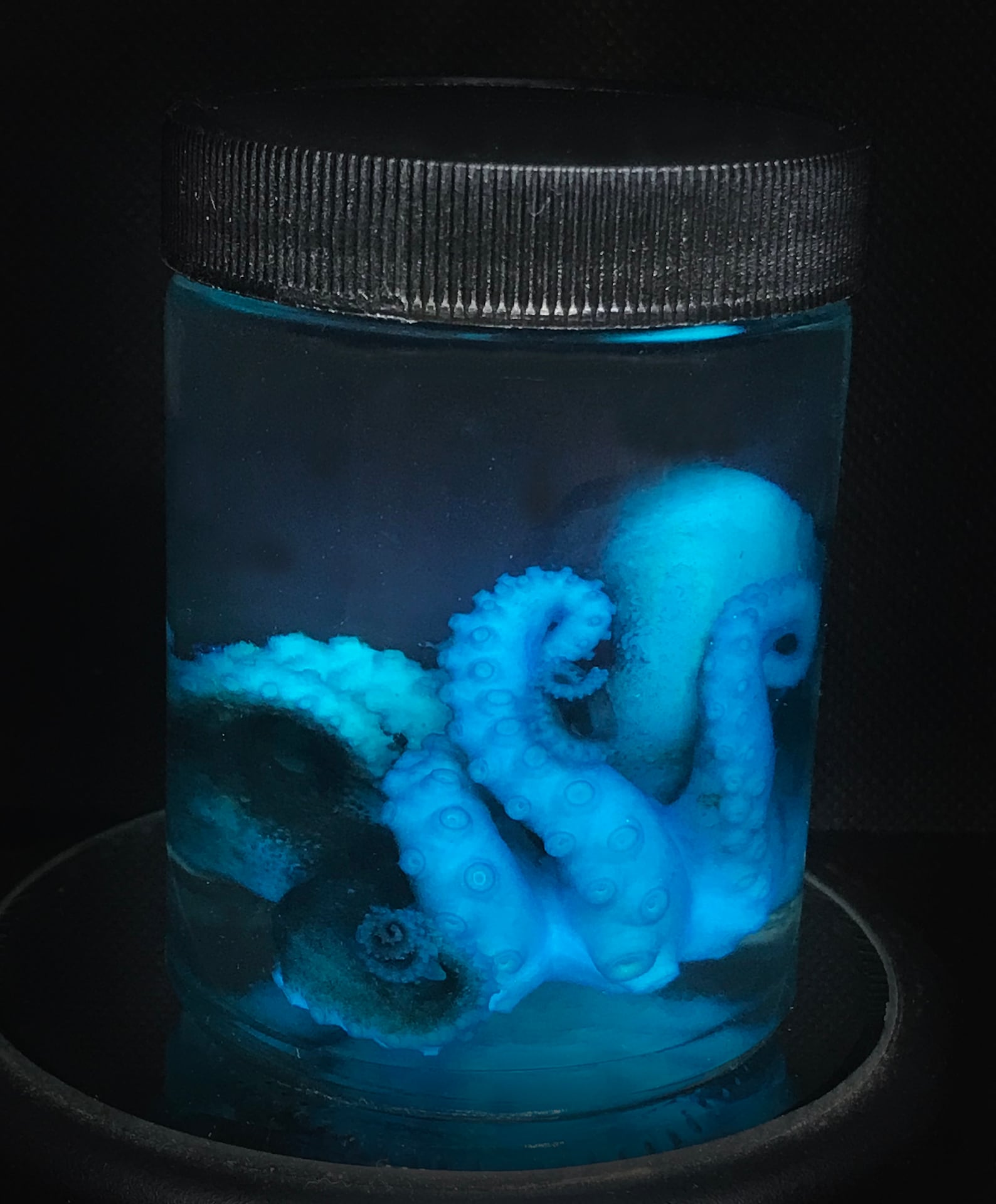 Large BLUE Baby Octopus Rare Wet Specimen Curiosity - Etsy