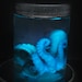 Large BLUE Baby Octopus Rare Wet Specimen Curiosity - Etsy