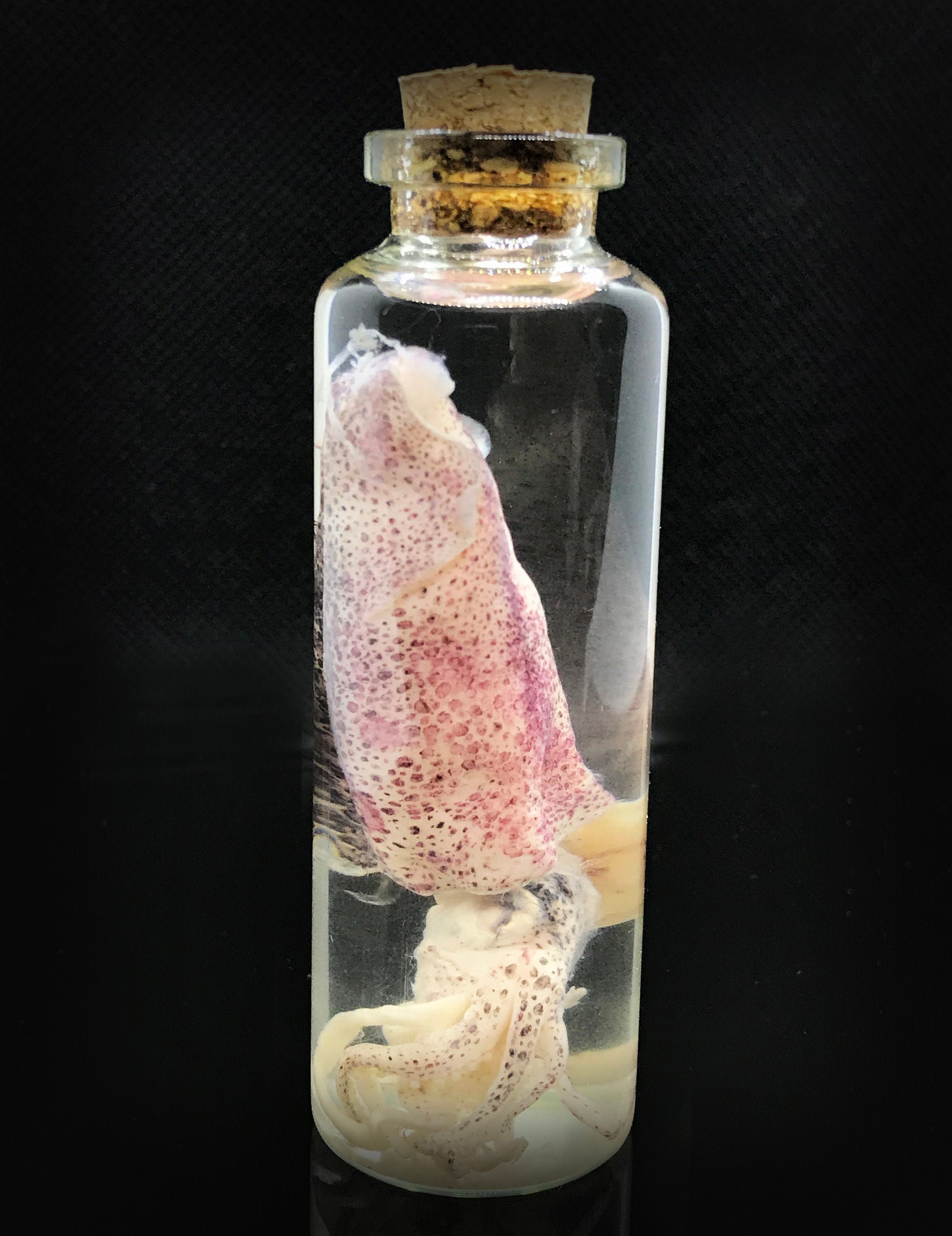 Cute Baby Squid Wet Specimen in a Jar - Curiosity - Cruelty Free ...