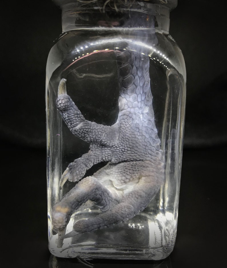 Demons claws-Real Mutant Chicken foot in a glass jar - RARE - Oddity ...