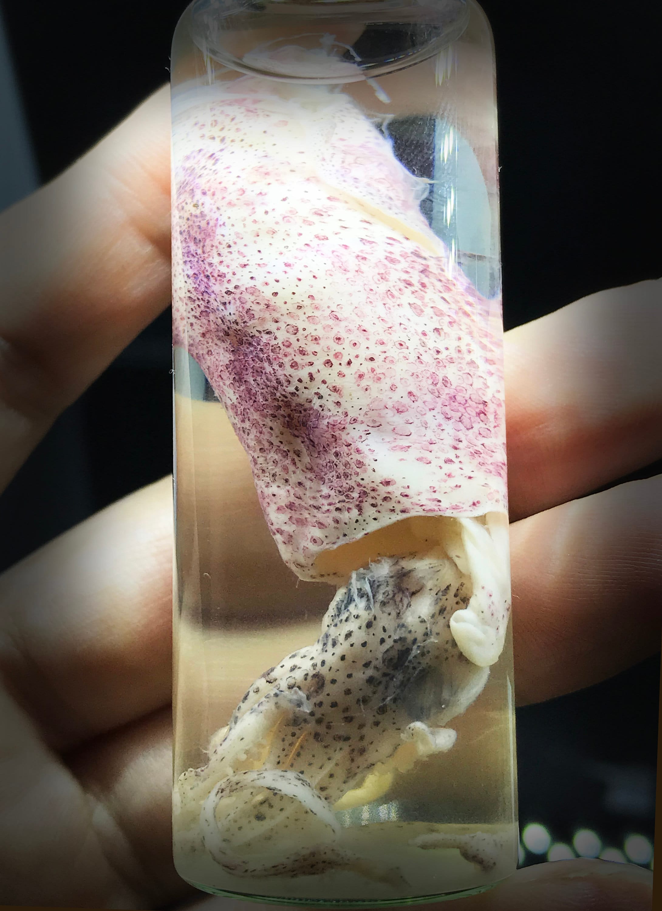Cute Baby Squid Wet Specimen in a Jar - Curiosity - Cruelty Free ...