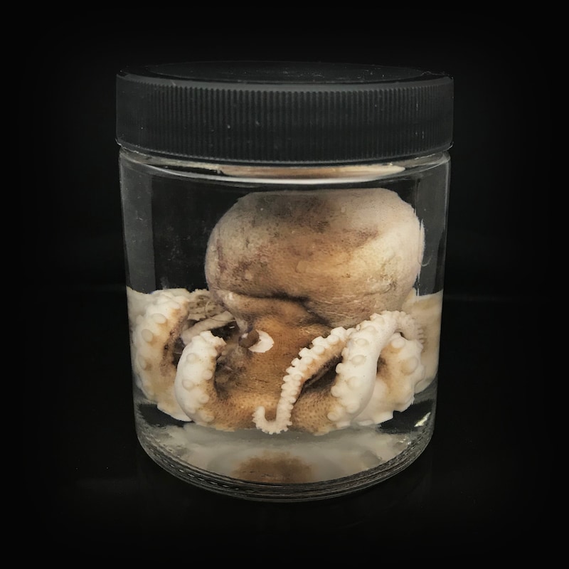 Large Specimen Jars - Etsy