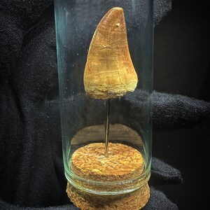 Dragon Tooth Dome - Real Dinosaur Tooth 70+ Million Years Old ...