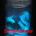 Large BLUE Baby Octopus Rare Wet Specimen Curiosity - Etsy