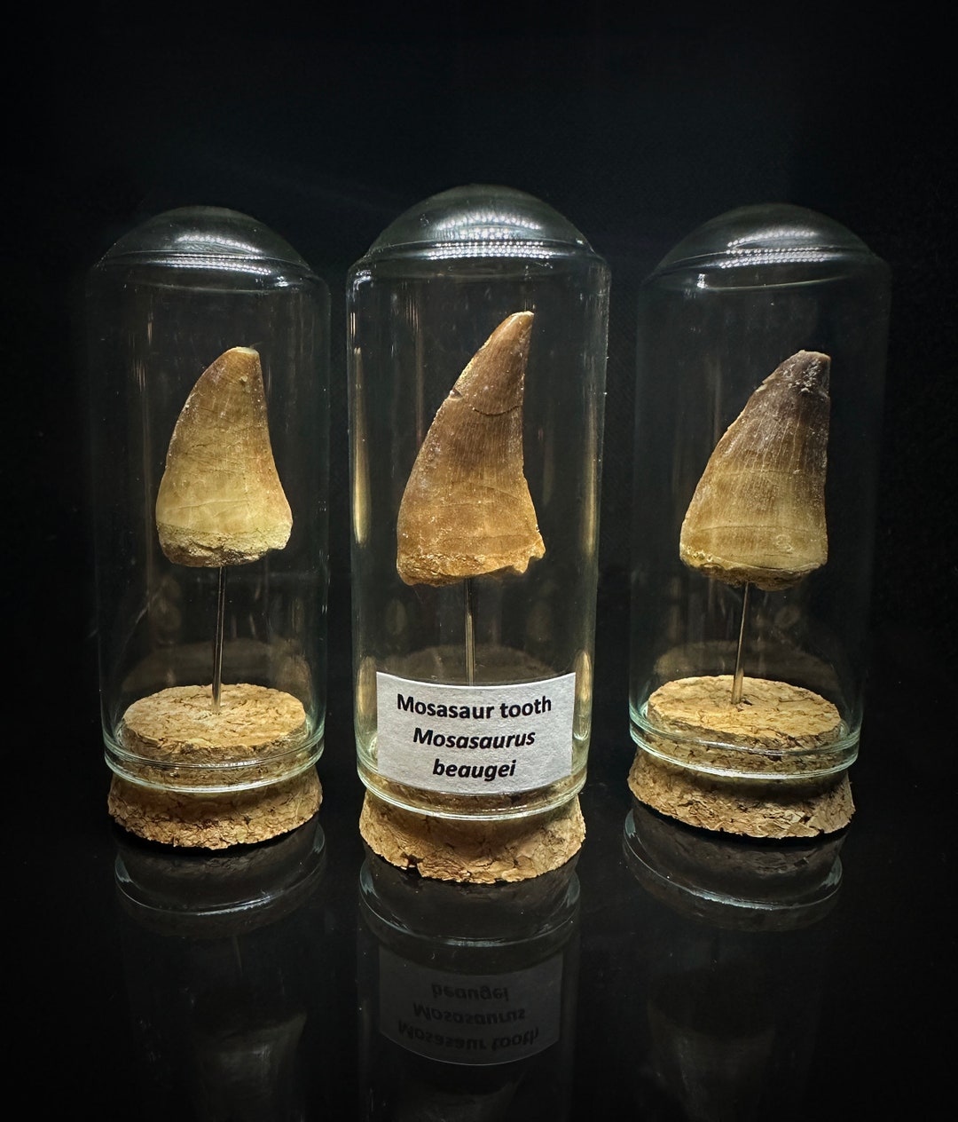 Dragon Tooth Dome - Real Dinosaur Tooth 70+ Million Years Old ...