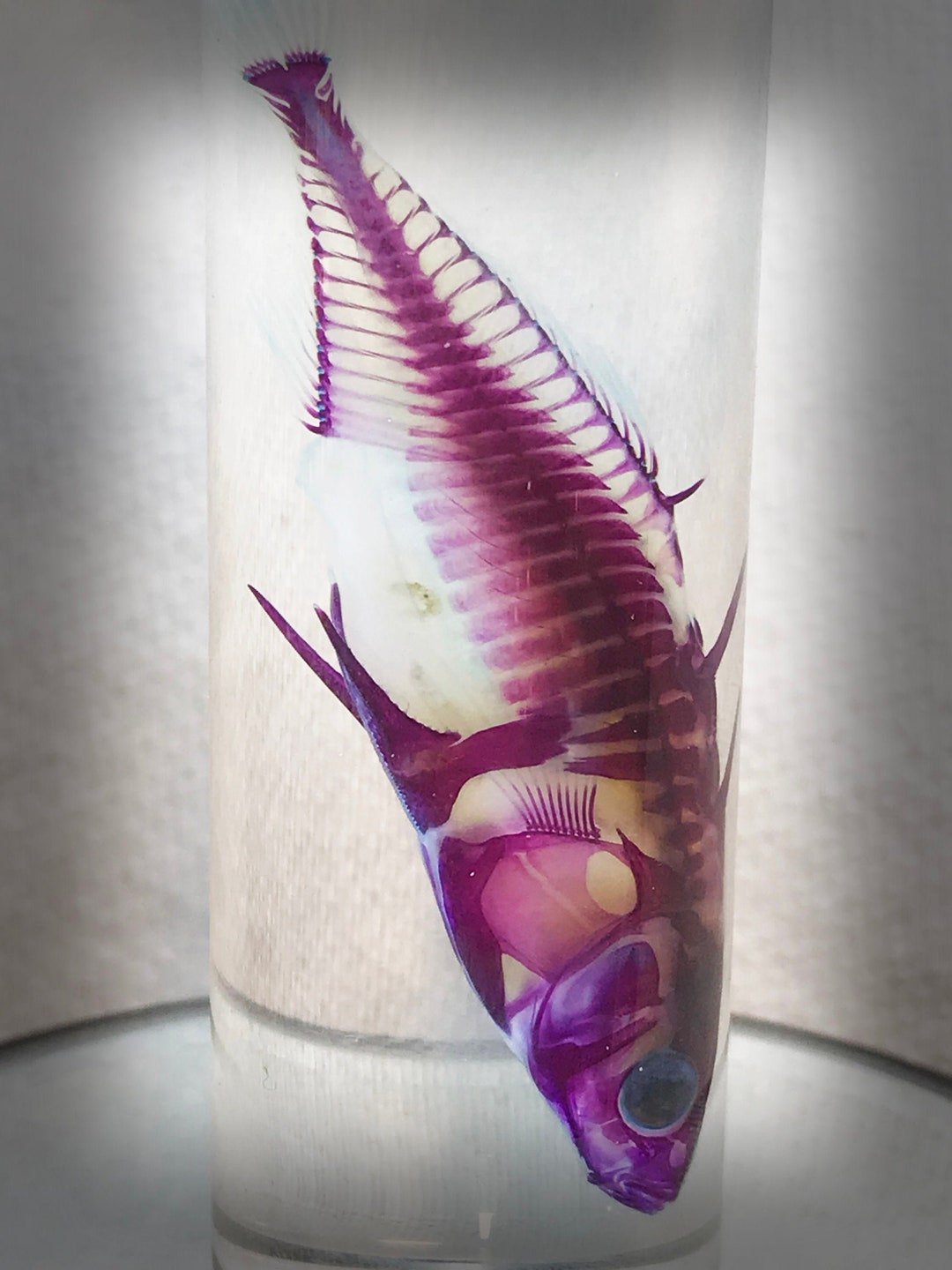 New! Pre Order Rare Décor Diaphonized Stickleback Fish in a Jar ...