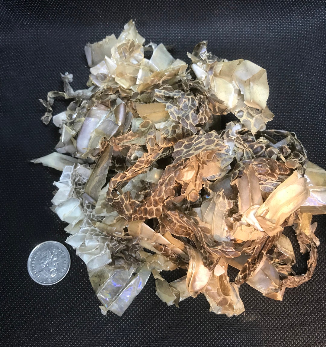 Oddities Snake Skin Craft Supply, Witchcraft Ingredients, Venomous ...