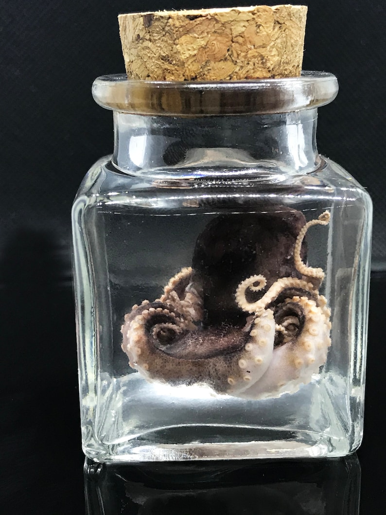 Cute Red Baby Octopus in a Jar Wet Specimen Ethically - Etsy