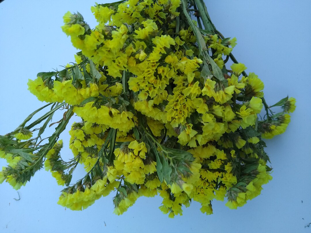 UK Yellow Statice Bunch 30 Stems, Yellow Dried Flower, Organic UK Farm ...