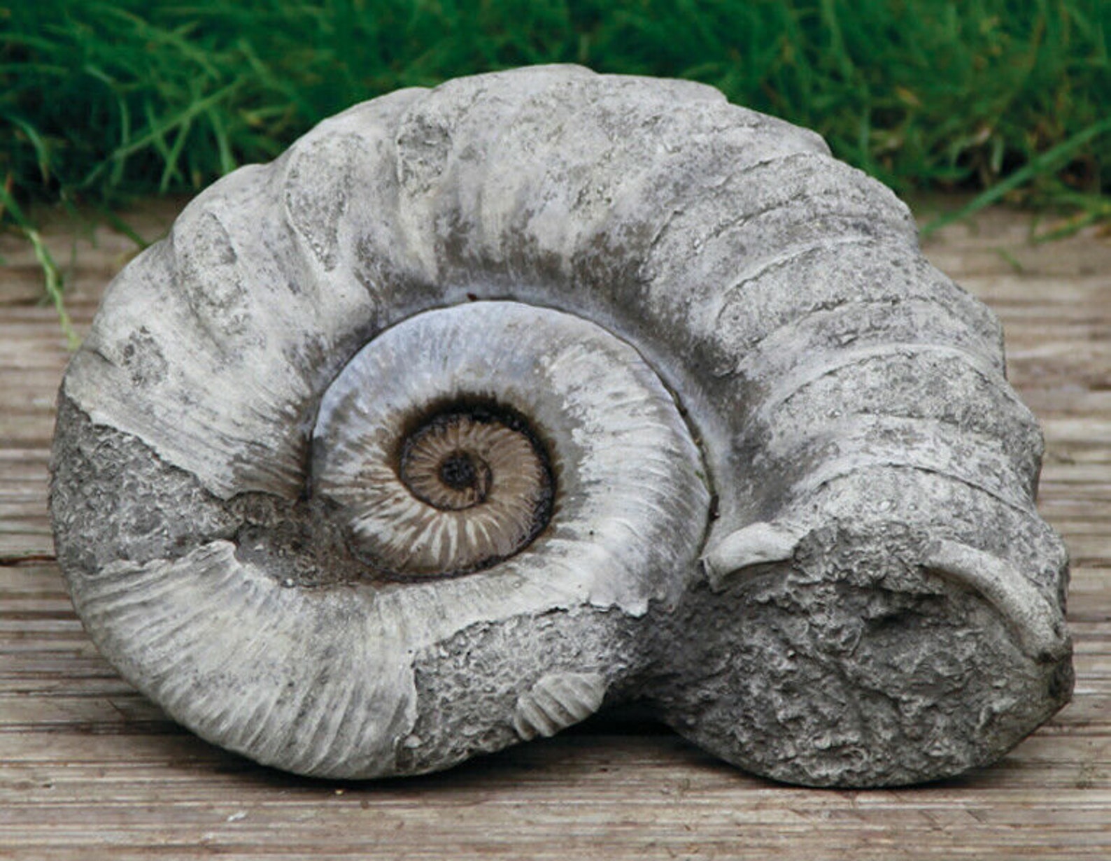 Ammonite Fossil Statue Reconstituted Stone Concrete Dinosaur - Etsy