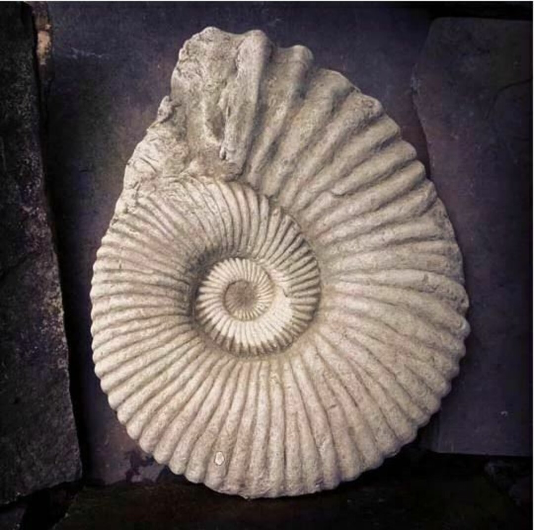 Large Ammonite Fossil Statue Reconstituted Stone Concrete Dinosaur ...