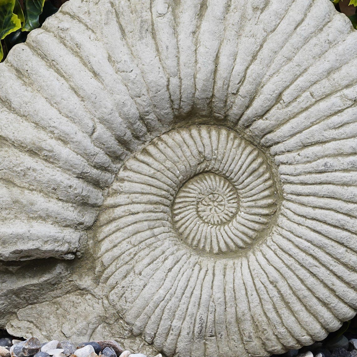 Large Ammonite Fossil Stone Statue | Ancient Dinosaur Outdoor Garden ...