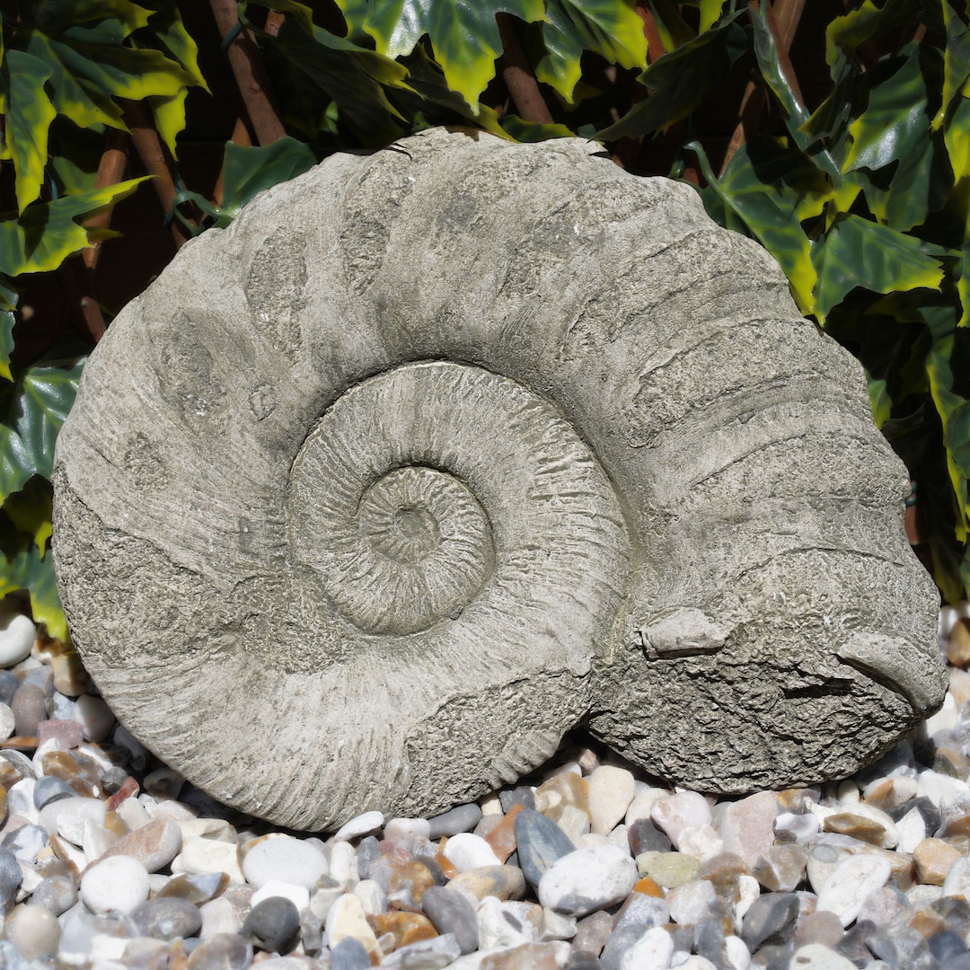 Ammonite Fossil Statue | Reconstituted Stone Concrete Dinosaur Garden ...