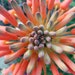 Ghost Aloe (striata × Maculata) - Etsy