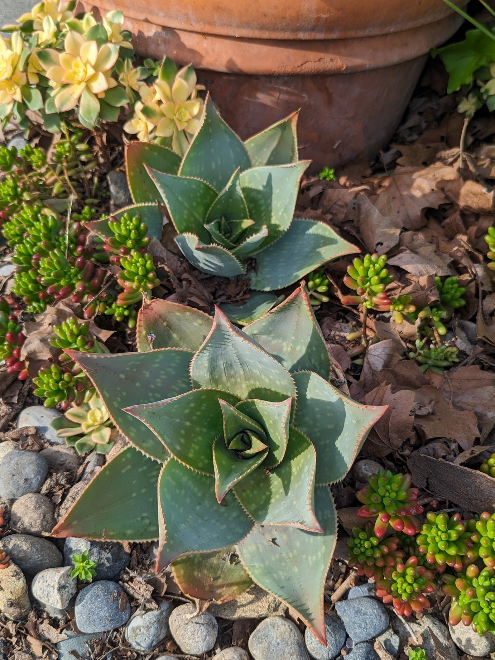 Ghost Aloe (striata × Maculata) - Etsy