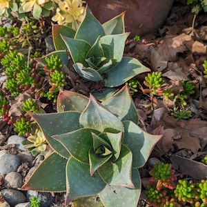 Ghost Aloe striata Maculata - Etsy