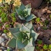 Ghost Aloe (striata × Maculata) - Etsy