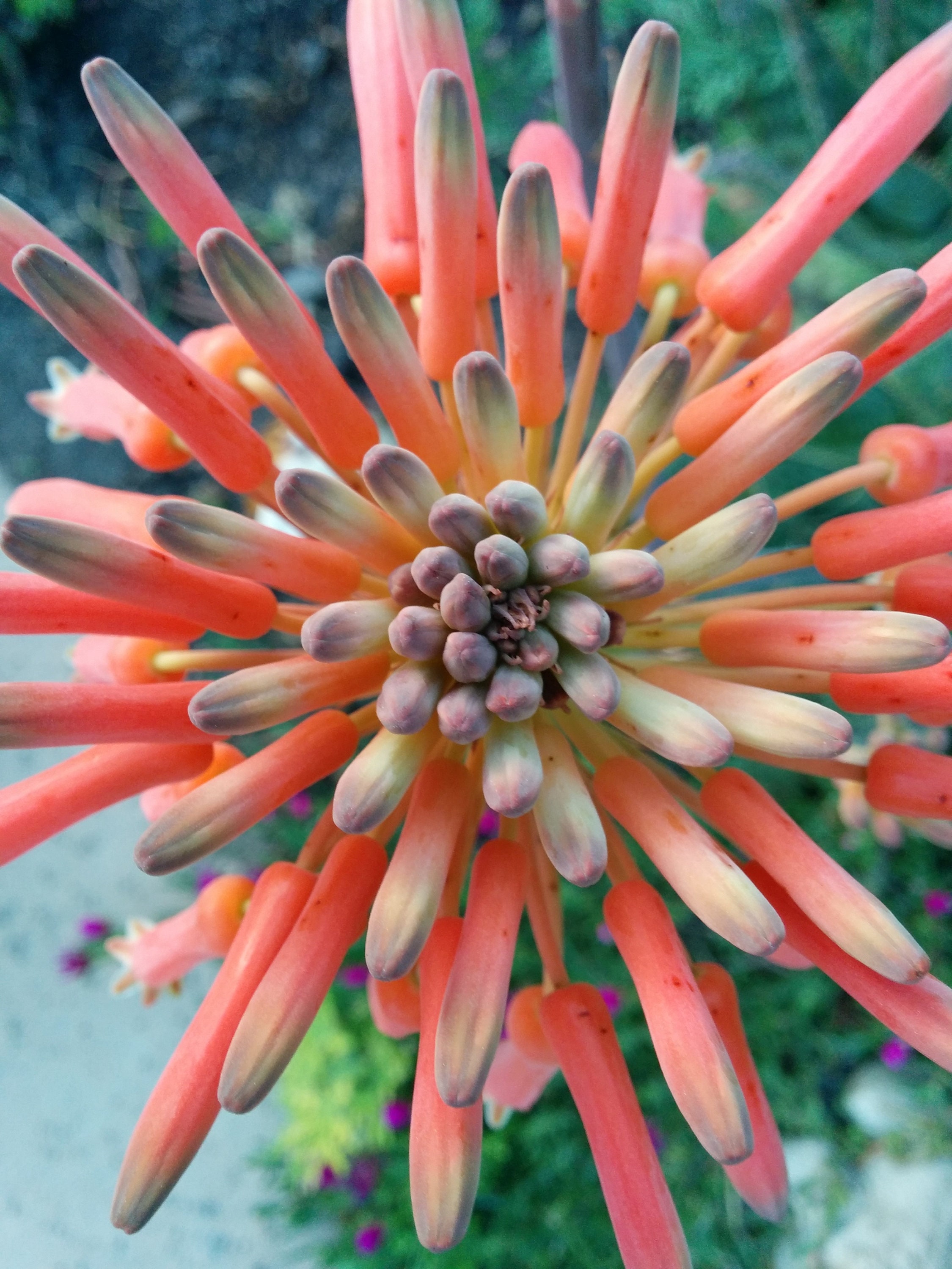 Ghost Aloe (striata × Maculata) - Etsy