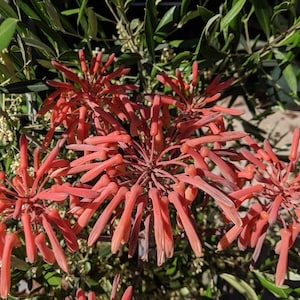 Ghost Aloe (striata × Maculata) - Etsy